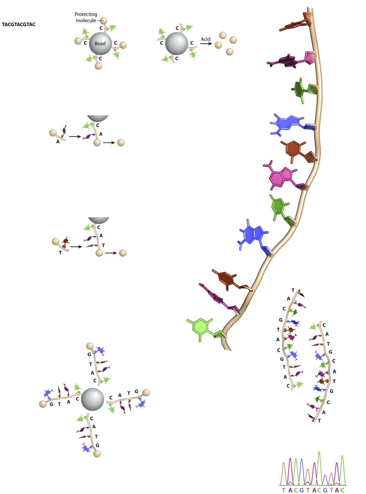 How to make DNA – GROW magazine