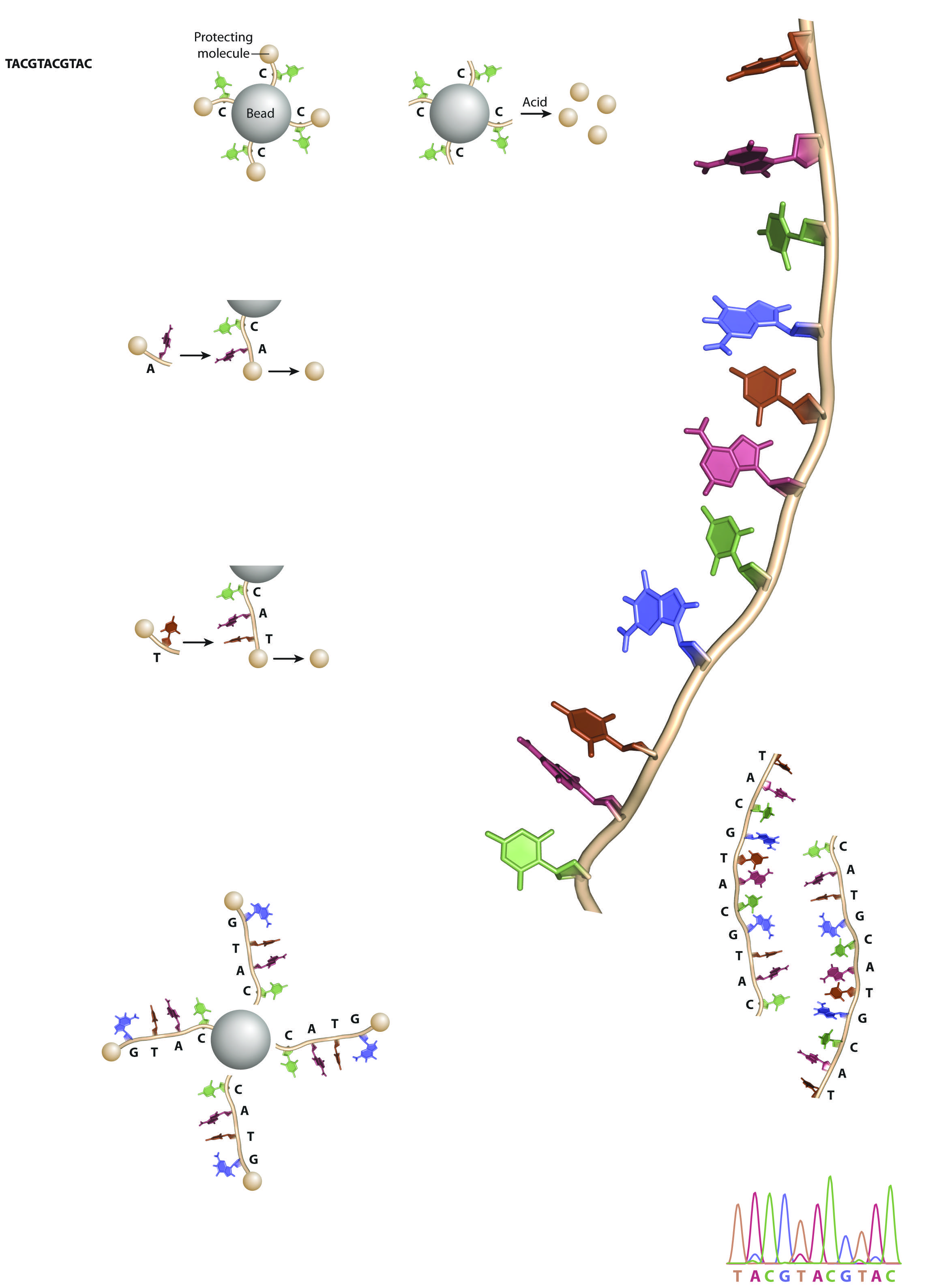 How to make DNA – GROW magazine