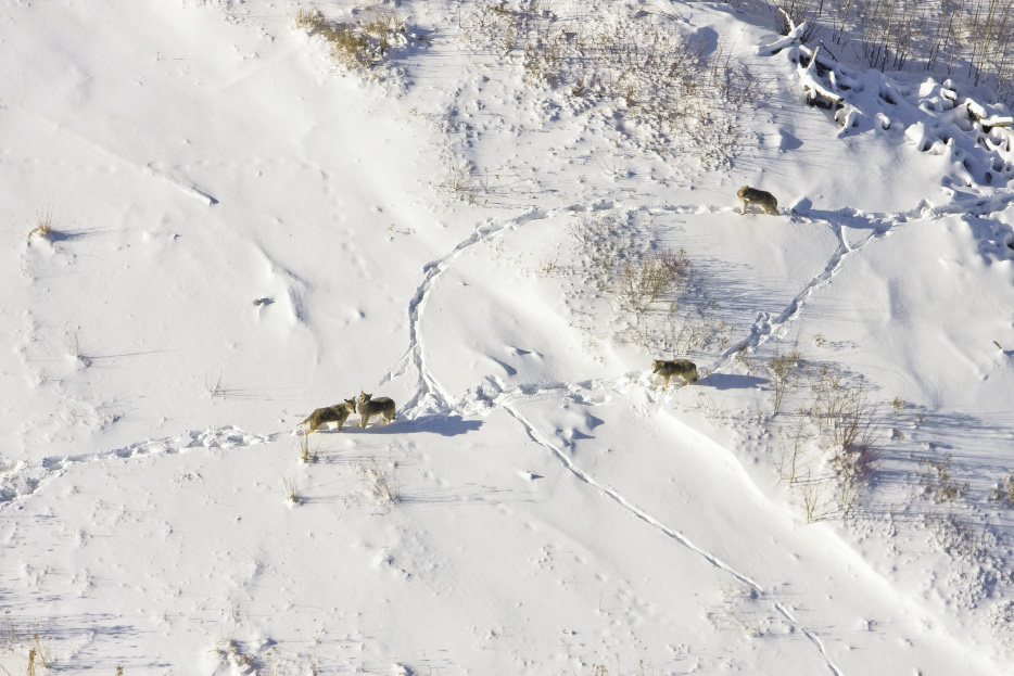 To Kill a Wolf – GROW magazine