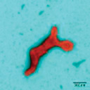 ferroplasma – GROW magazine