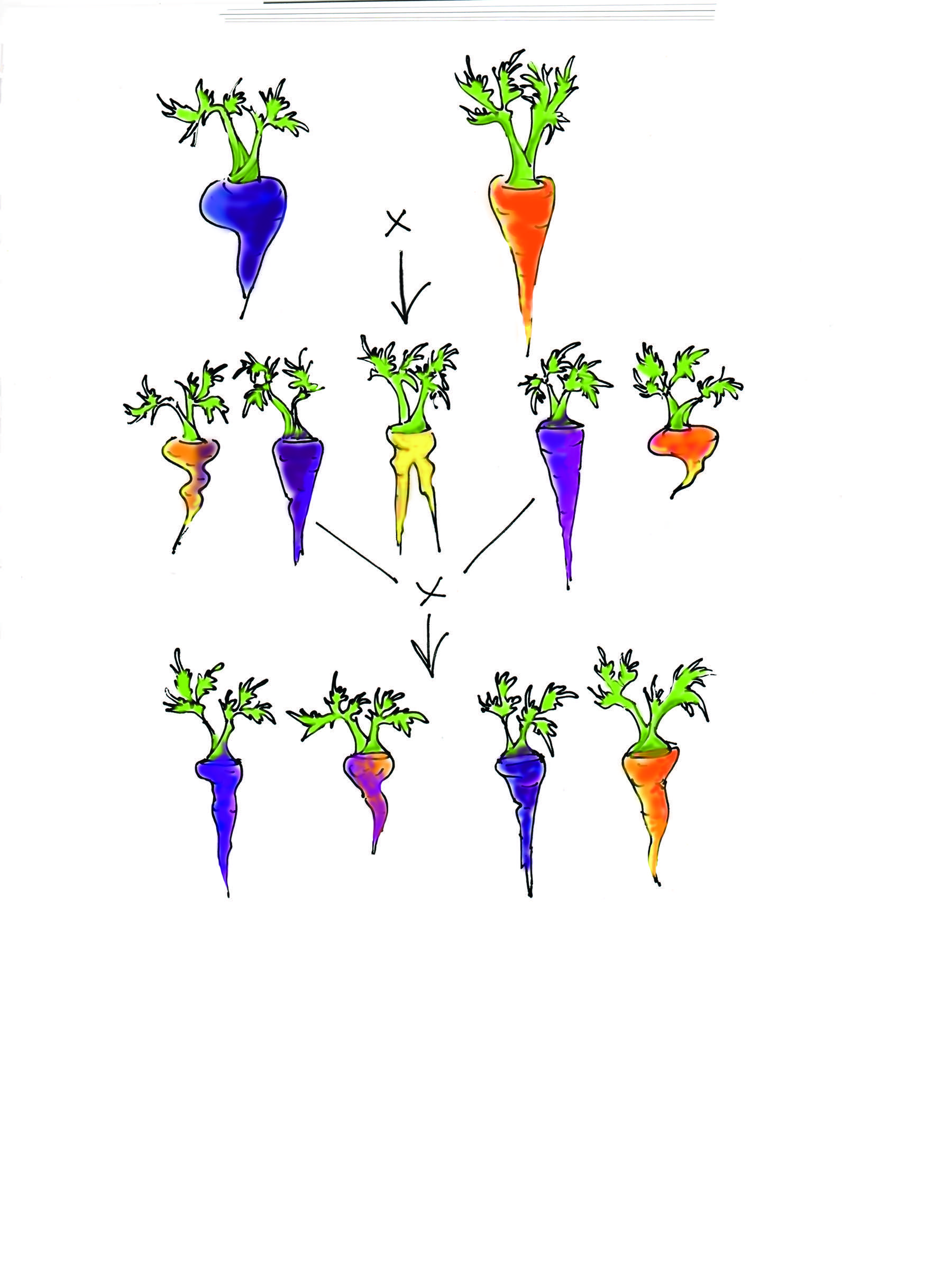 How to make a carrot purple – GROW magazine