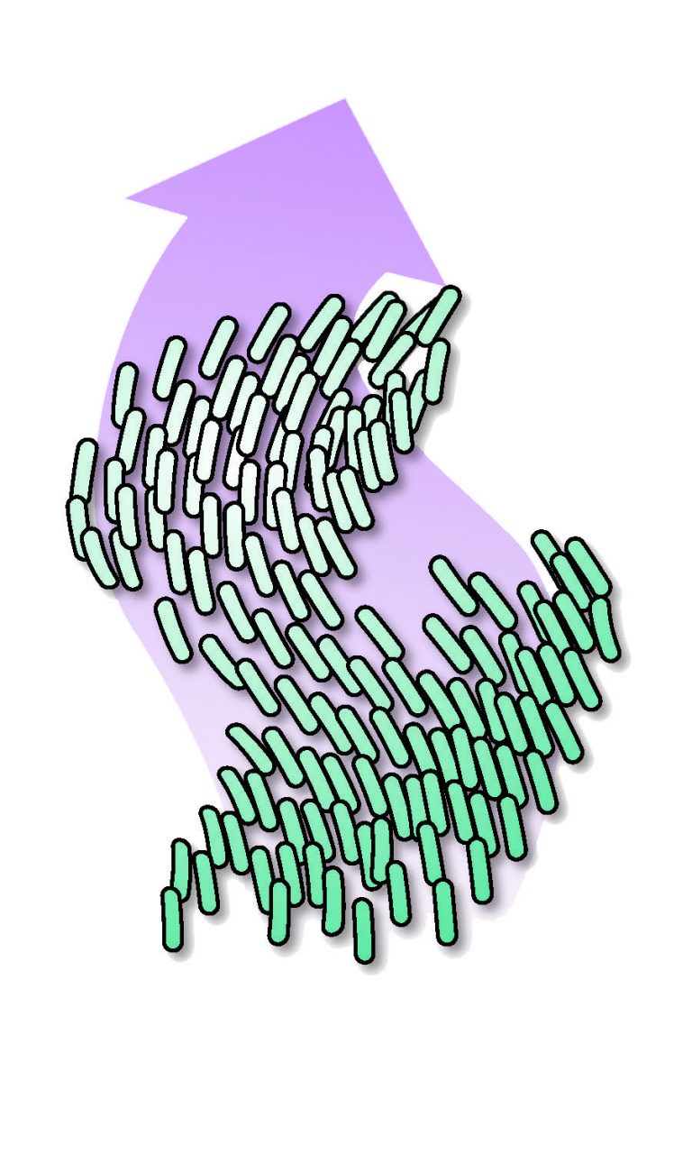 How bacteria move – GROW magazine