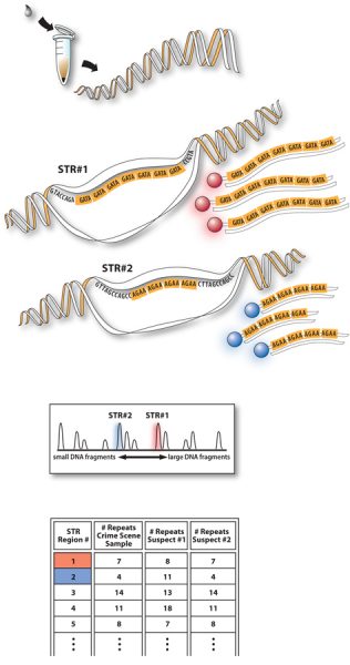 How DNA profiling works – GROW magazine