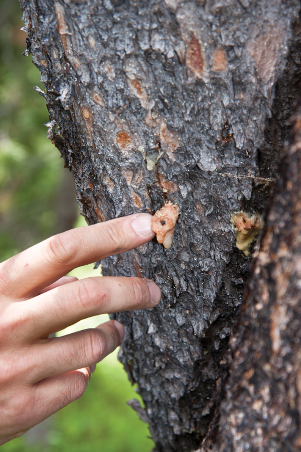 A Bug in the System – Grow