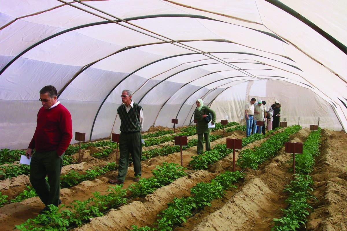 Desert Spuds – GROW magazine