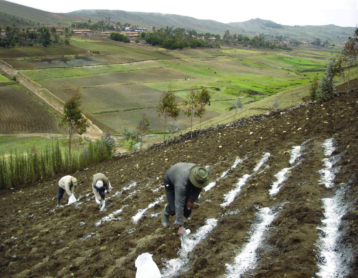 Peru: A simple sprinkle improves yields in potato’s homeland – GROW ...