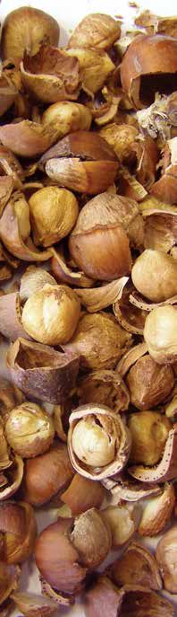 Five things everyone should know about … Hazelnuts – GROW magazine