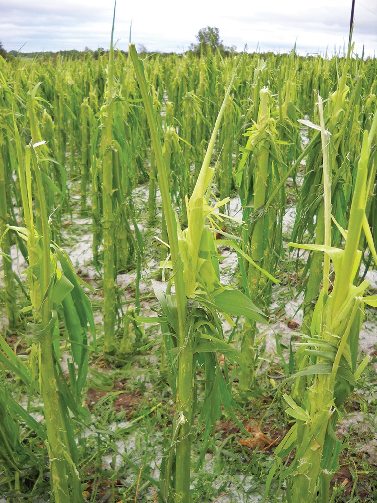 Hail corn – GROW magazine