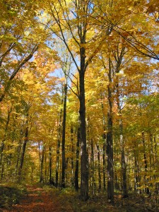 The New Old Forest – GROW magazine
