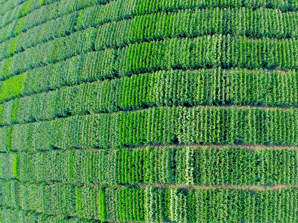 Corn Conundrum – GROW magazine