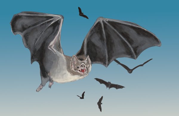 Five Things Everyone Should Know about … Vampire Bats – GROW magazine