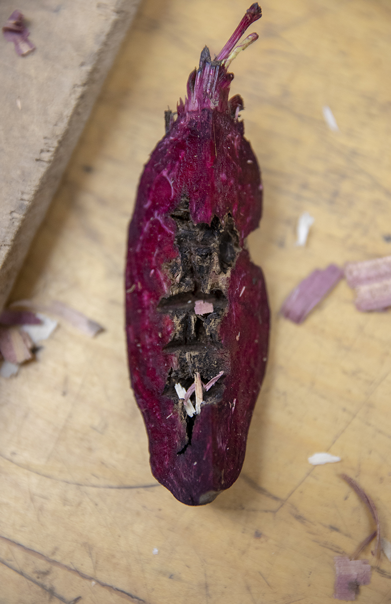 A Different Beet – GROW magazine