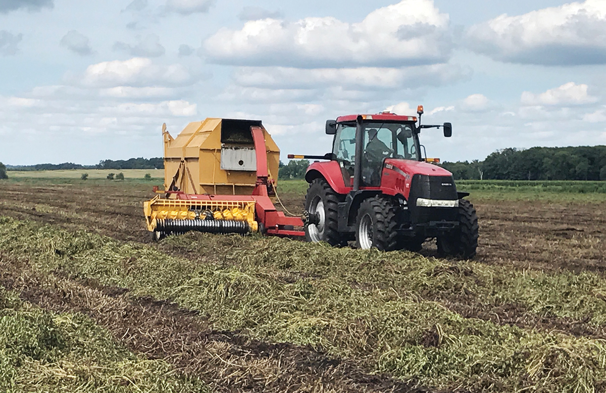 Minty Fresh – GROW magazine