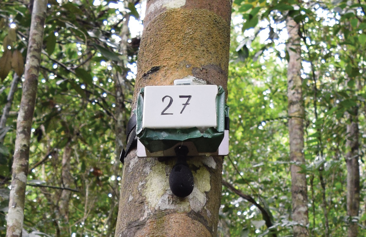 Borneo and Papua New Guinea | The Sounds of Biodiversity – GROW magazine