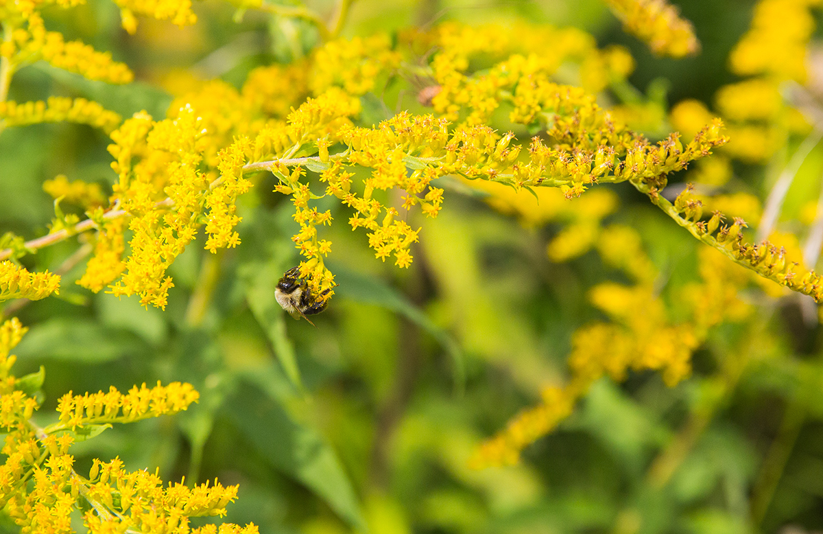 These Insects Help Us. How Can We Help Them? – GROW magazine