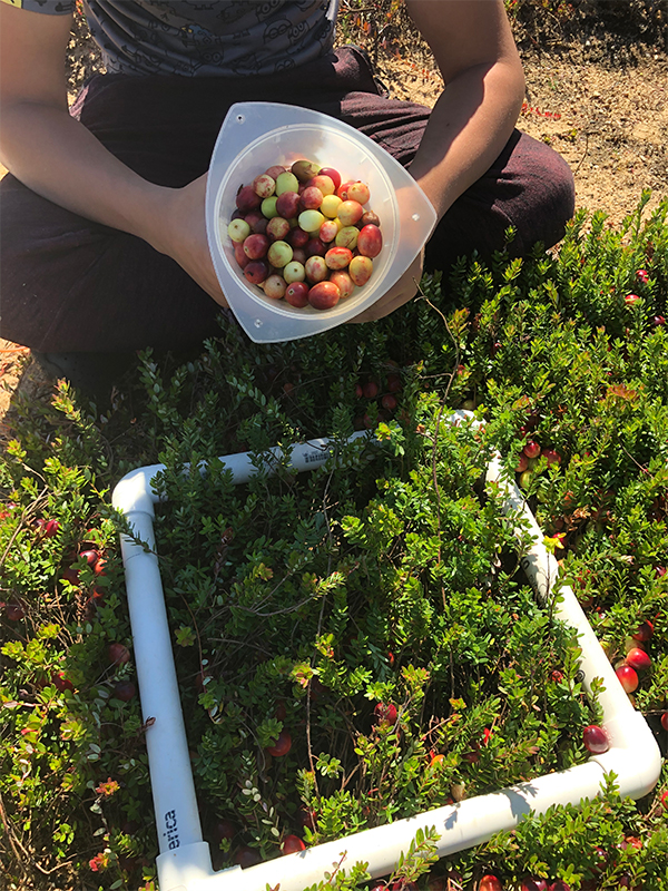 These Scientists Have Sequenced the Cranberry Genome. Now They’re ...