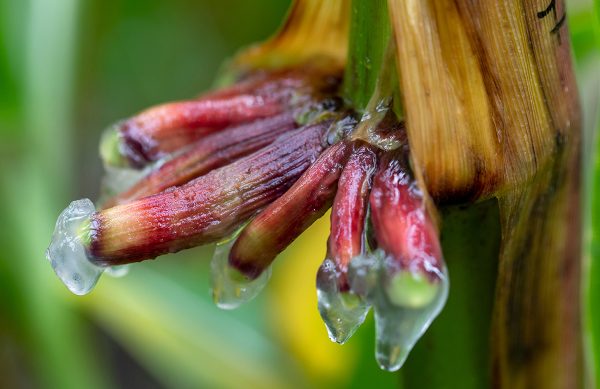 The Quest for Self-Fertilizing Crops – GROW magazine