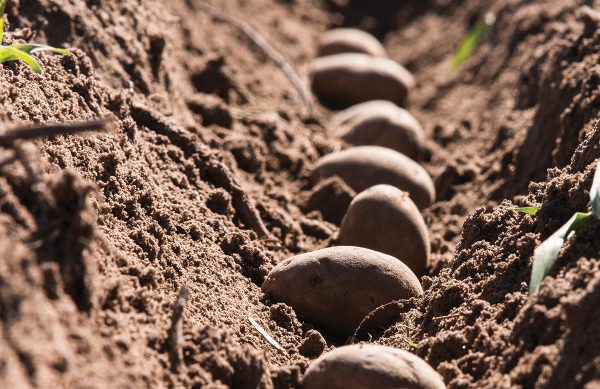 Potato Industry Invests in Future Harvests – GROW magazine