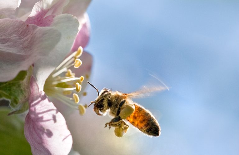Citizen Science ‘App’-roach Has Successful Year – GROW magazine