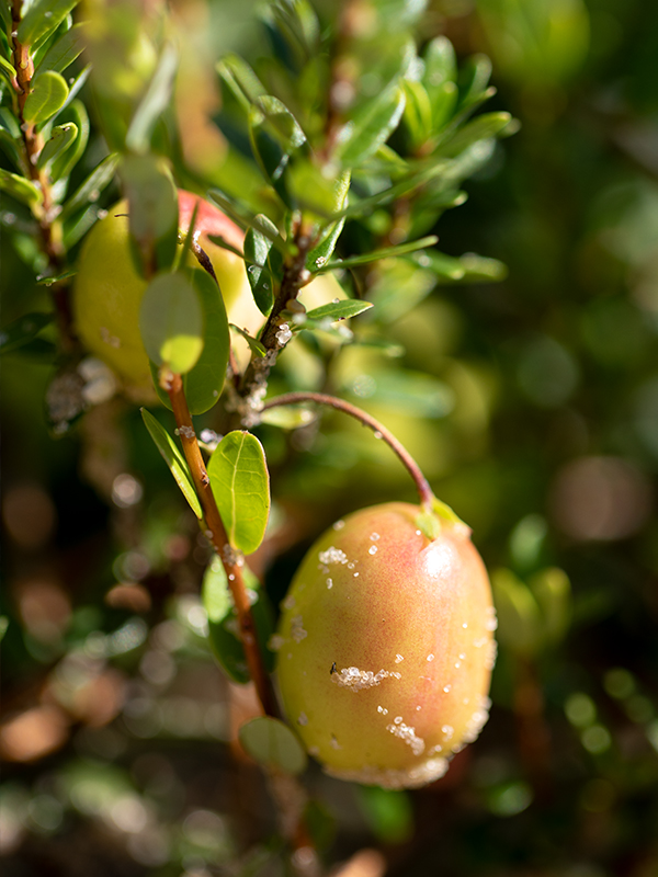 Cold Hard Science in the Heart of Cranberry Country – GROW magazine