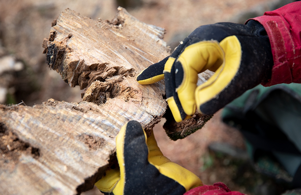 Once and Future Wildfires – GROW magazine