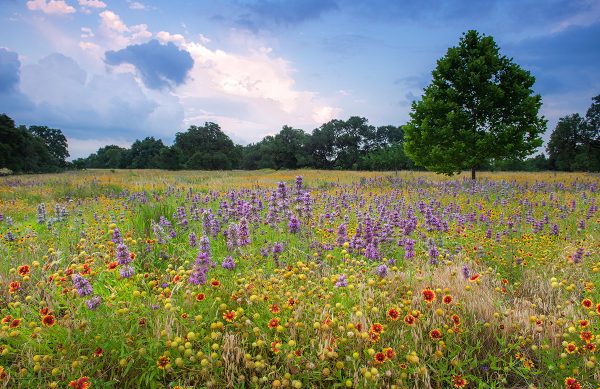 Champion of Wildflower Wonders – GROW magazine