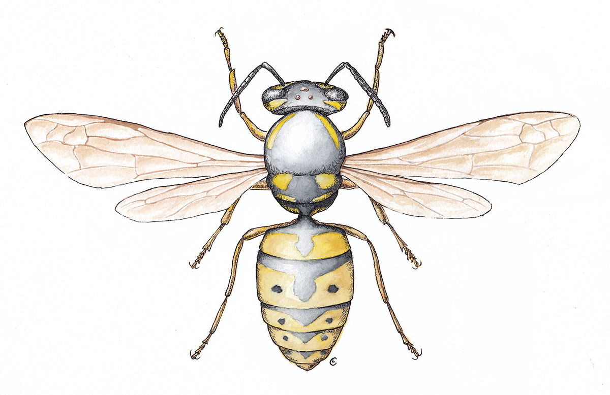 Champion of Wildflower Wonders – GROW magazine