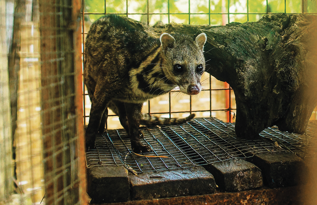 One Civet Coffee, Please — Hold the Poop – GROW magazine