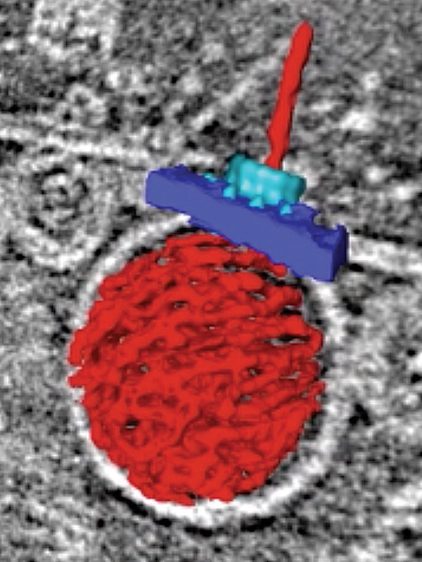 Viral Copy Machine Revealed – GROW magazine