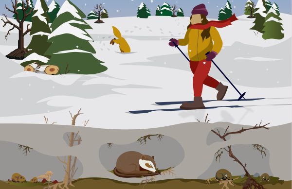 Five Features of the Secret Ecosystem Under the Snow – GROW magazine