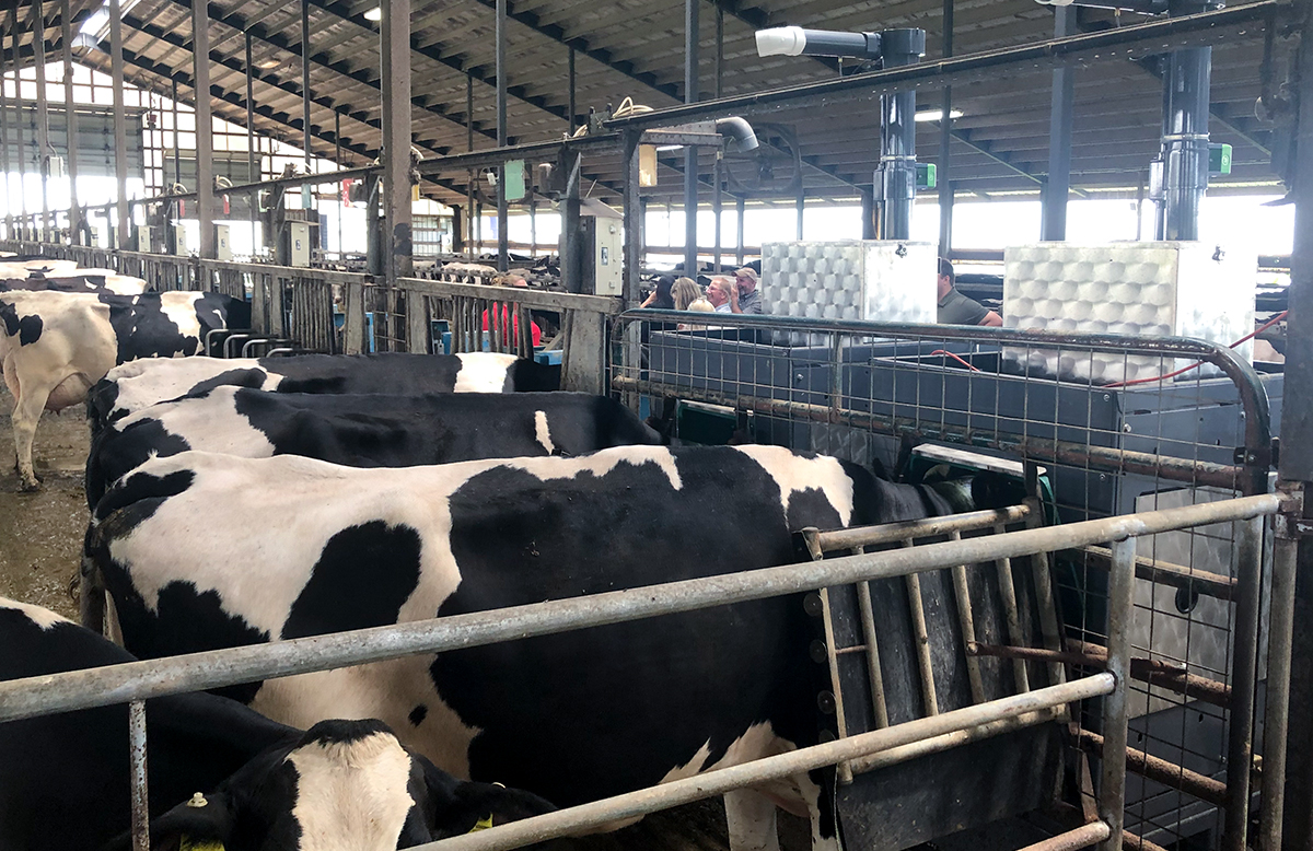 Bovine Belch Busters – GROW magazine