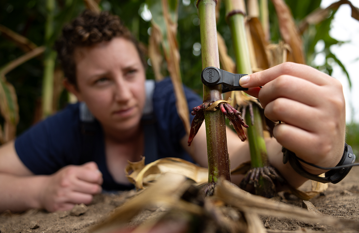 The Insect Eavesdropper – GROW magazine