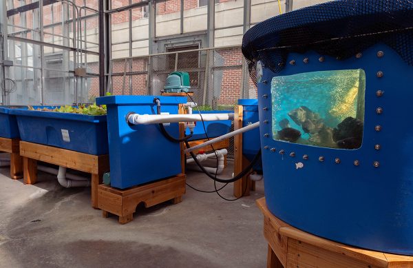 Feed Fish, Grow Plants — on Water – GROW magazine