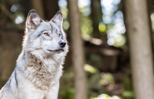 Wolf Rewilding Leads to Unforeseen Species Interactions – GROW magazine