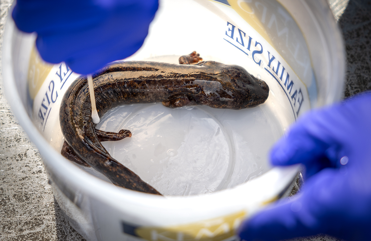 In Pursuit Of Mudpuppies Grow Magazine