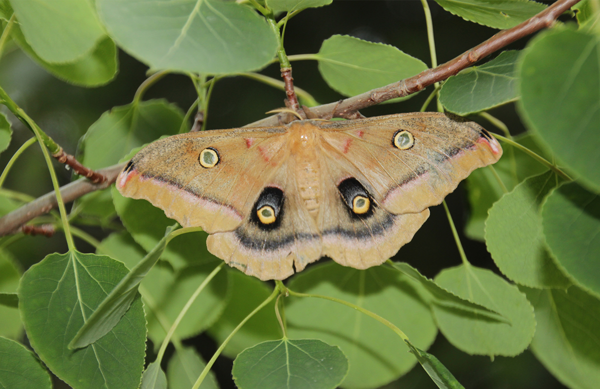 The Side Effects of Self-Defense – GROW magazine